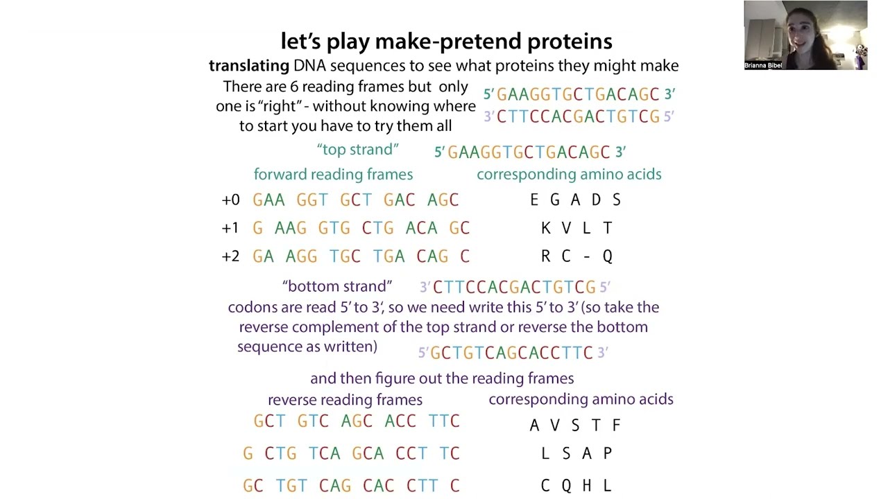 Nucleic acid sequence terminology (e.g., reverse complement), interconversion & sequence translation