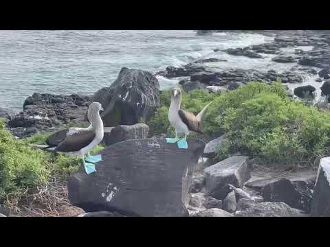 Endemic, native and introduced species