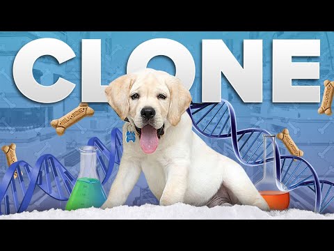 This Family Cloned Their Dog for $155,000 💰 | #shorts