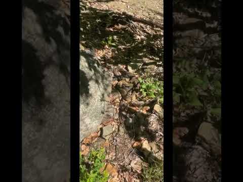 🐍😳 PILES OF RATTLESNAKES at HUGE SNAKE DEN! #snake #shorts #rattlesnake #wildlife #outdoors