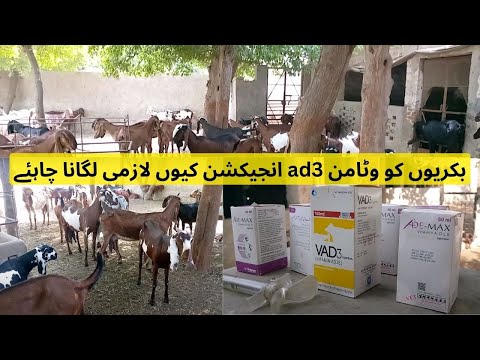 Top Benefits of Vitamin AD3 Injection for Healthy Goats!