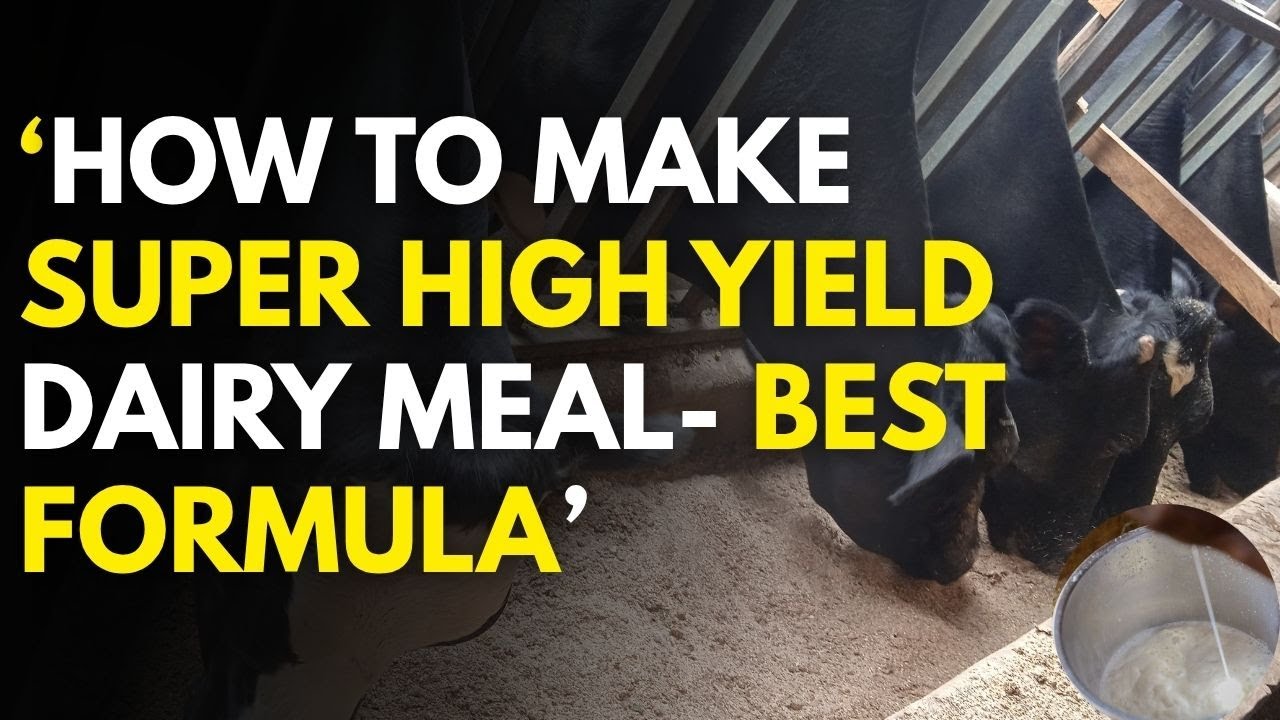 How to make Super High Yield Dairy Meal at Home-Free formula