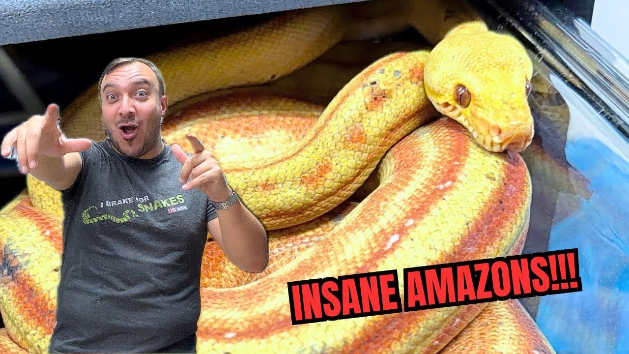 You've NEVER seen Amazon Tree Boas like THIS!!!