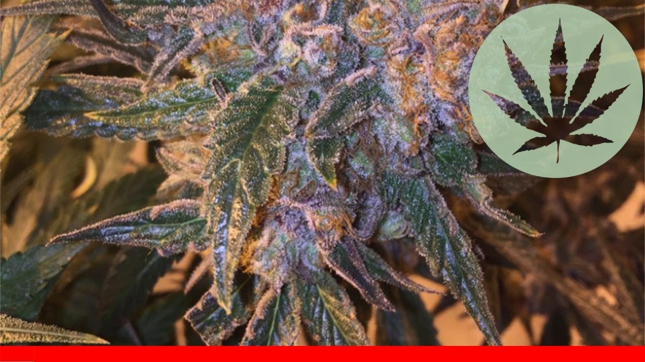 Lemon Alien Dawg - All About This Strain