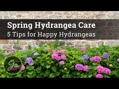 Spring Hydrangea Care - 5 Tips for Happy Hydrangeas