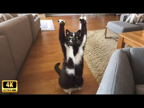 Silliest CATS on Earth ???? Funny Cats Videos 2025