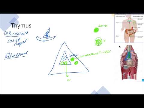 Thymus - Immunology | Hindi/Urdu