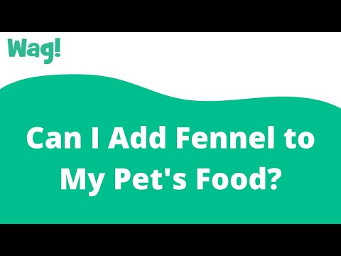 Can I Add Fennel to My Pet's Food? | Wag!