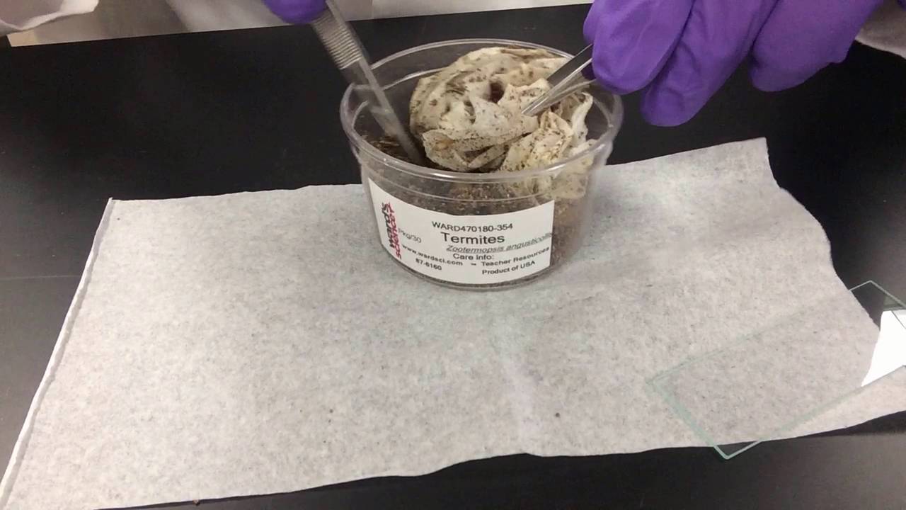 Biol211 Termite Dissection