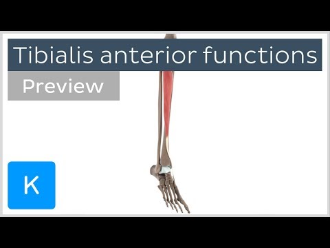 Functions of the tibialis anterior muscle (preview) - 3D Human Anatomy | Kenhub
