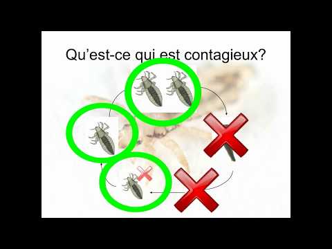 xplique-moi le cycle de vie du pou! Explication de Germaction | Educatout