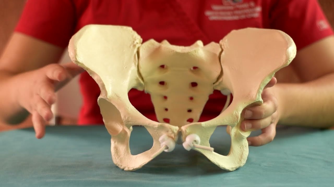 Anatomy of the Pelvis Physiological Obstetrics II