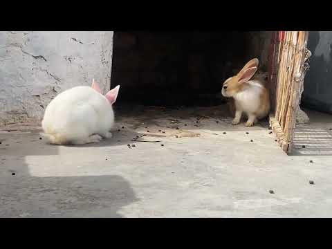 Butifful rabbits😍😍