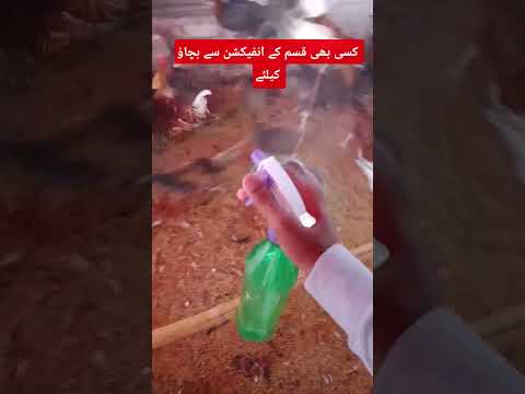 Fowl pox treatment for Chickens#khanpur Boric Acid for bacterial infection.