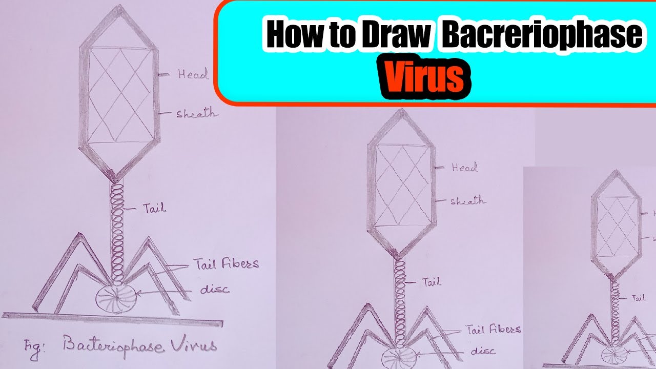 How to draw virus || How to draw virus structure || how to draw virus easy way || Baceriophase Virus