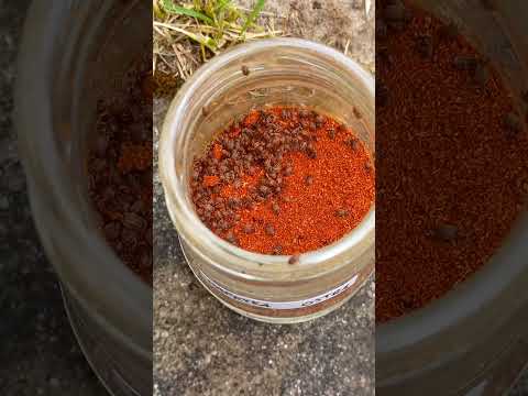 A colony of insects in a jar of ground hot pepper, 22.05.2025