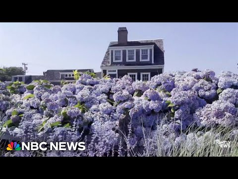 Flower power: why it's a banner year for hydrangeas