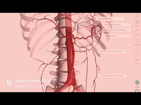 AORTA ANATOMY #radiology