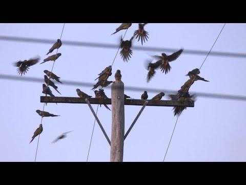 Watch the video | Argentine town battles a parrot invasion | REUTERS ...