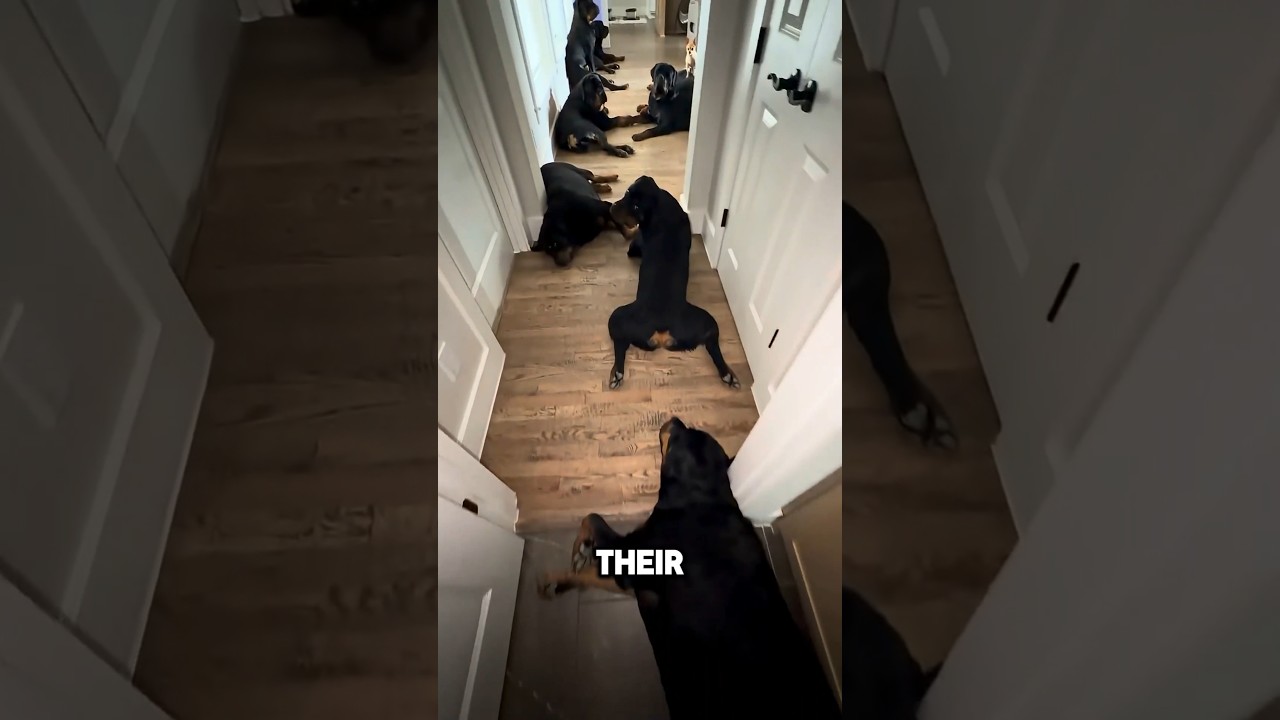 These Rottweilers are Scared of the new Dog 😅