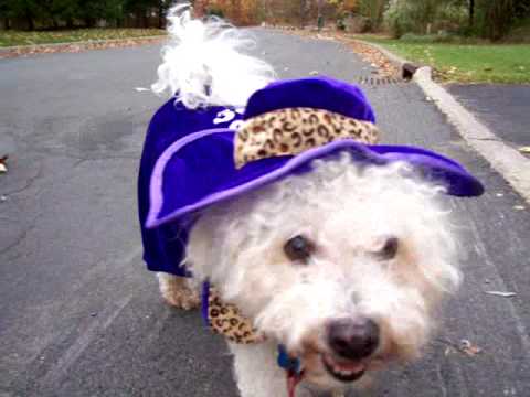 Uncomplicated Dog Pimp Costume Large | calathuselfin
