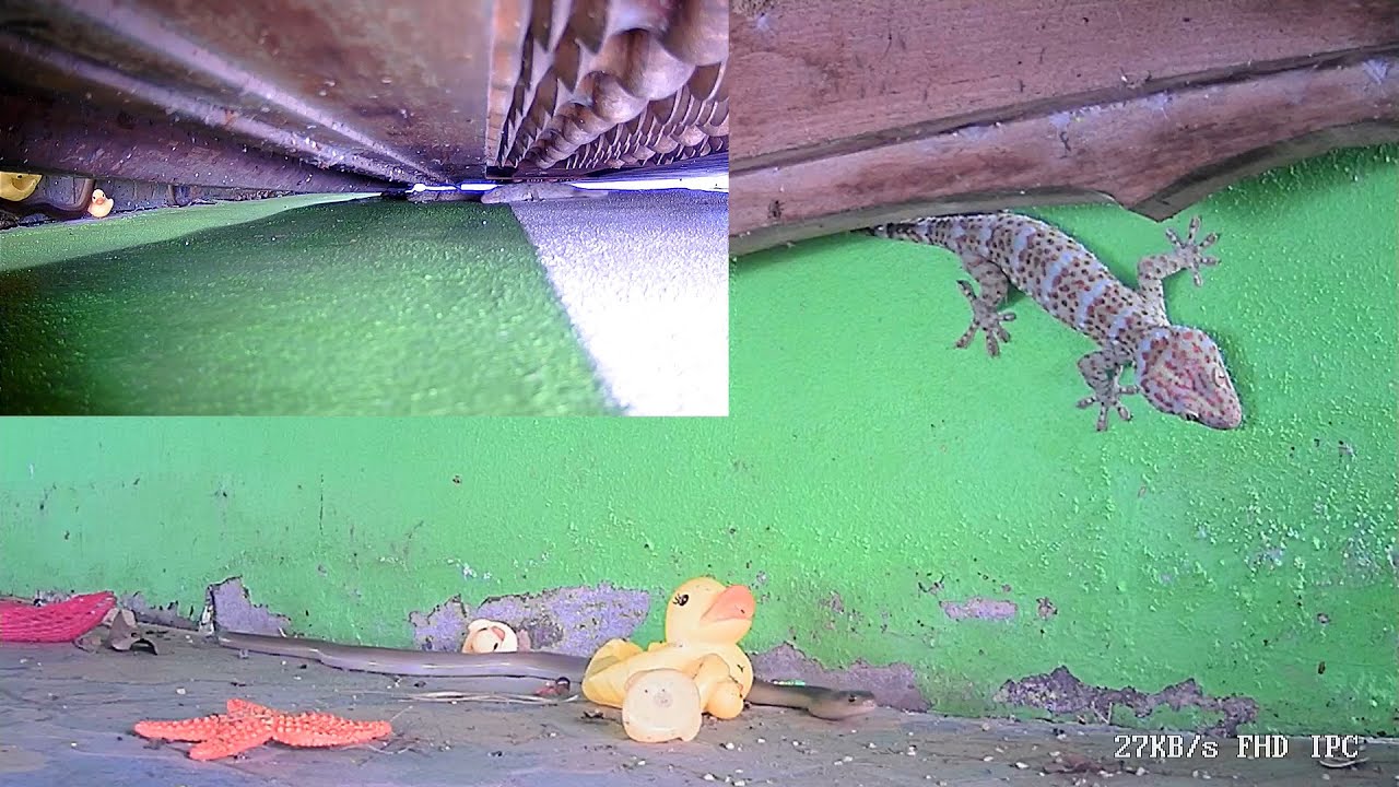 Tokay Gecko bites a big snake!