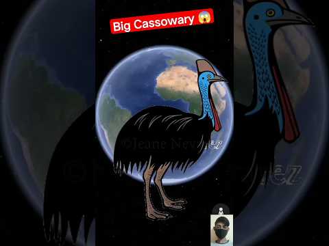 Big Cassowary On Google Earth 😱 #shorts #youtubeshorts #shortsfeed #googleearth #cassowary #map