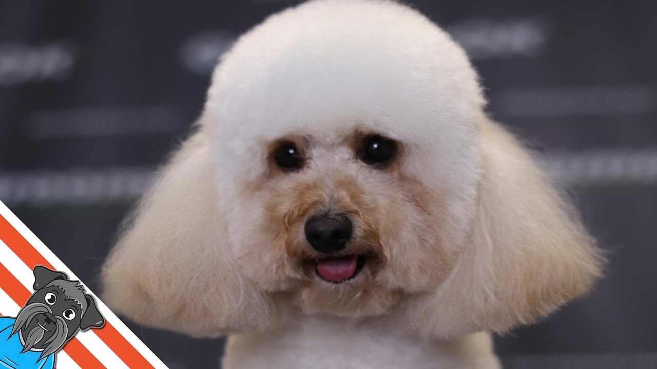 Maltipoo dog - One of the best and suitable maltipoo haircuts