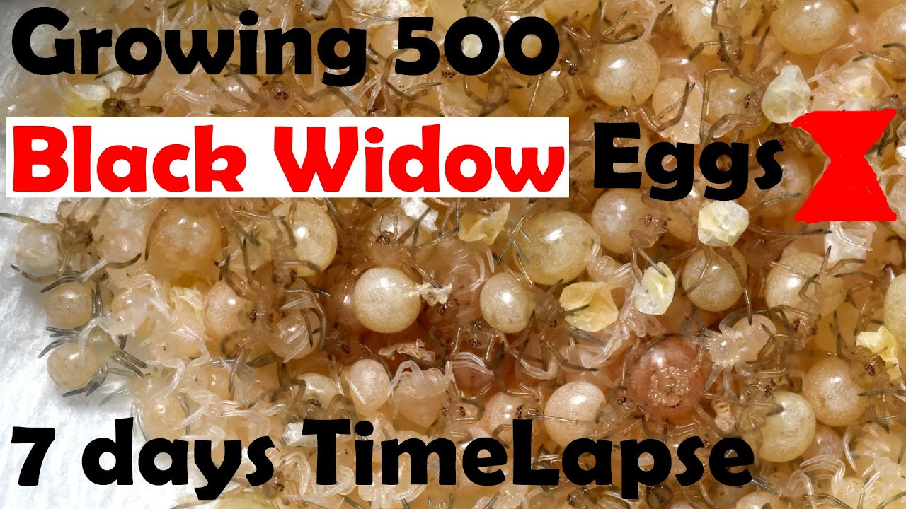 500 Spider Eggs In Incubator - Black Widow Egg Hatching TimeLapse 유튜브 최초 과부거미 알 부화장면!!