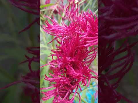 Flames of Beauty: The Celosia Flower