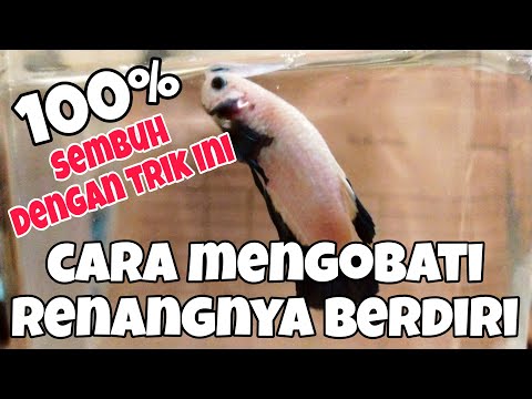 CARA MENYEMBUHKAN IKAN CUPANG PATAH PINGGANG ATAU BERENANG BERDIRI