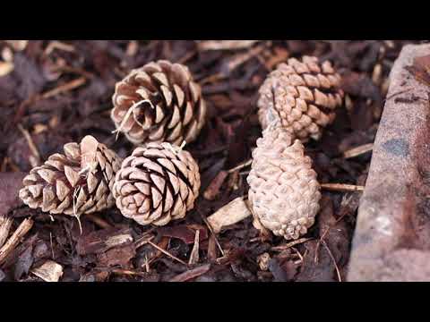 Build an insect hotel