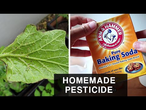 HOMEMADE BAKING SODA PESTICIDE | Combat Aphids in plants and leafy vegetables