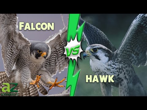 Falcon vs Hawk: The 8 Main Differences Explained