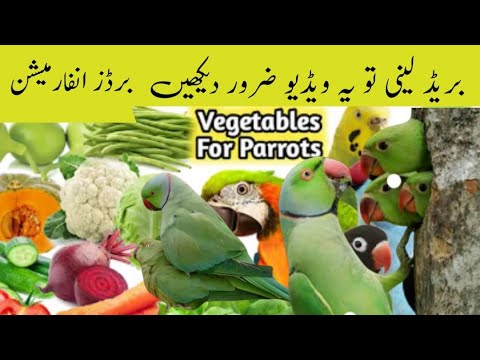 Indian parrot information/Indian parrot ￼ko Kon si sahzi istamal kry / Urdu Hindi