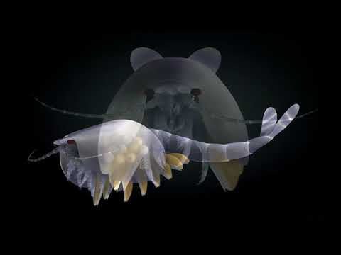 This Ancient Shrimp-Like Critter Was a Jumbo Killing Machine