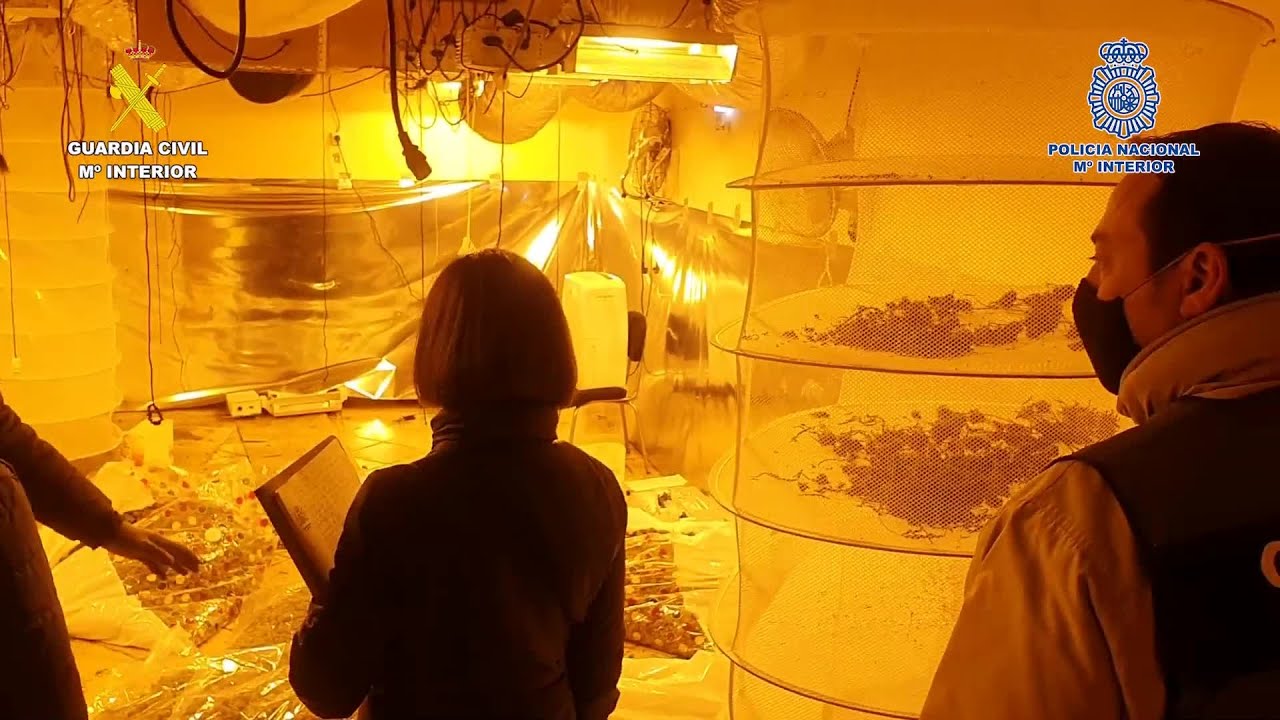 Desarticulada en Valencia una red internacional dedicada al tráfico de marihuana