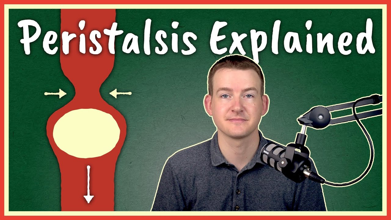 Peristalsis Explained