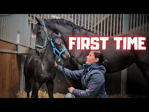 Elvis learns what a halter is, walking on a rope and more. Playing in the arena | Friesian Horses