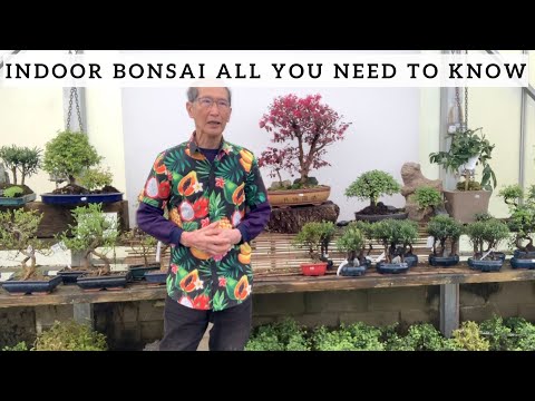 Indoor Bonsai 'All You Need To Know'