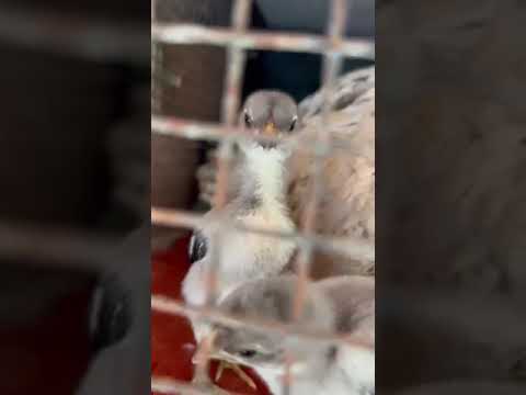 Aseel chicken hen for sale in mangalore | #chicken