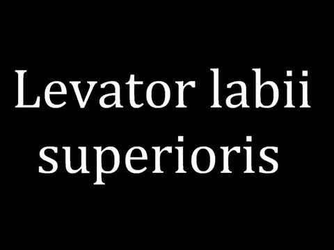 How to pronounce Levator labii superioris