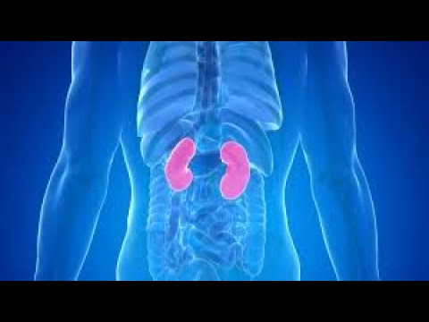 Kidneys, PCT, DCT, reabsorption, secretion