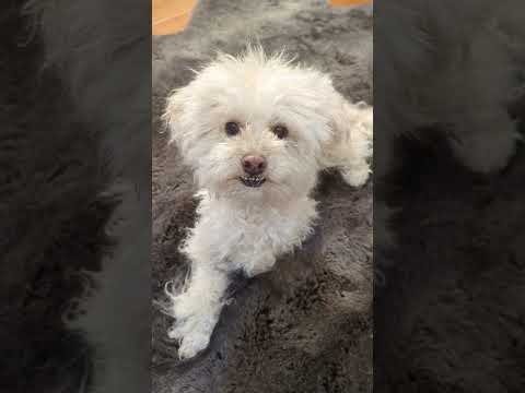 Love you (as much as my cuteness) :) #bolognese #comedy #dog #happy #cute #shorts #comecloser
