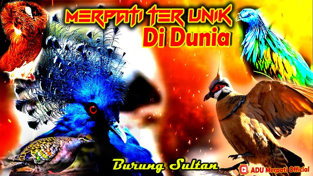 Merpati Paling UNIK dan CANTIK di Dunia 3 diantaranya Asli Dari Indonesia