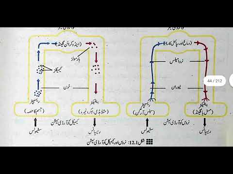 Types of Coordination,Coordinated Action,Stimuli,Receptors,Coordinators,Effectors,Response in Urdu
