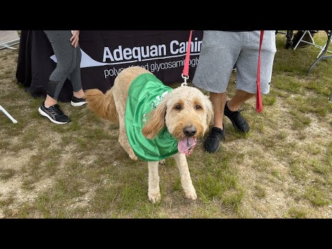 How to Recognize Osteoarthritis in Your Dog and What to Do to Manage It