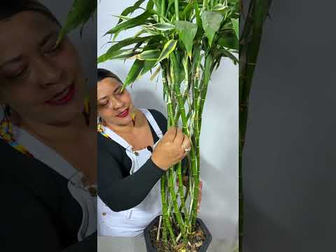 Si te gusta el bambu, no vas a creer estas clases de bambu