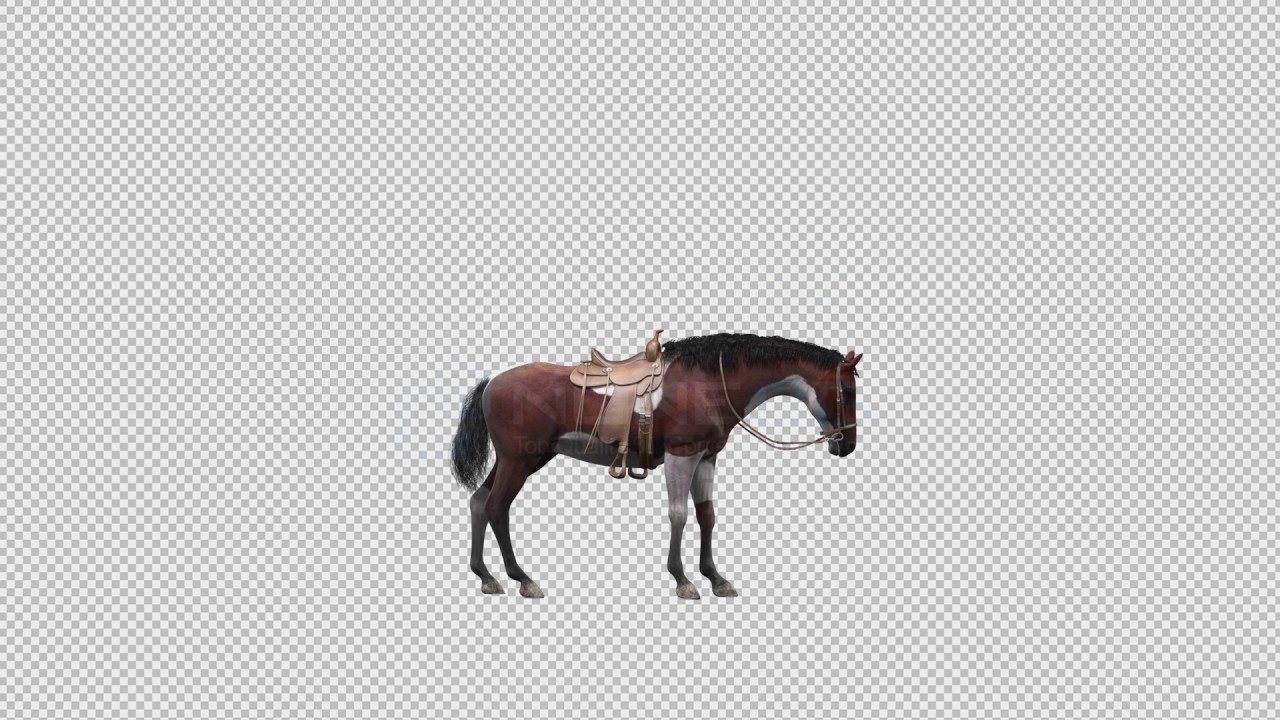 3D Horse Stand