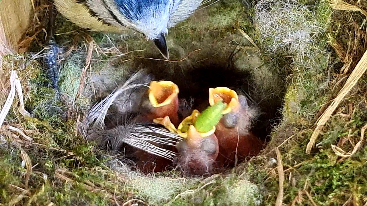 Blue Tit Nest Box Live Stream